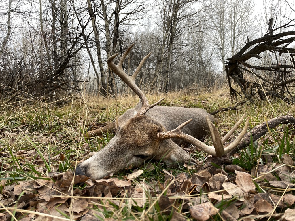 Ep334 - Field Report...Whitetail Deer Harvest! - The Lifetime Athlete